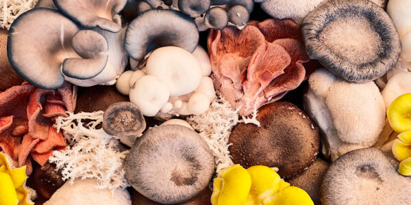 Stacking Mushrooms: A Complete Guide | Human Pro
