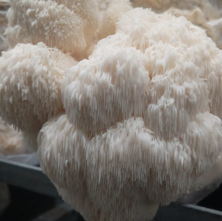 Sustainability | Human Pro